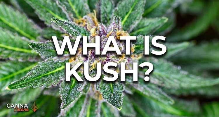 What is Kush? A Guide to the Kush Strain of Cannabis | Canna Cabana CA ...